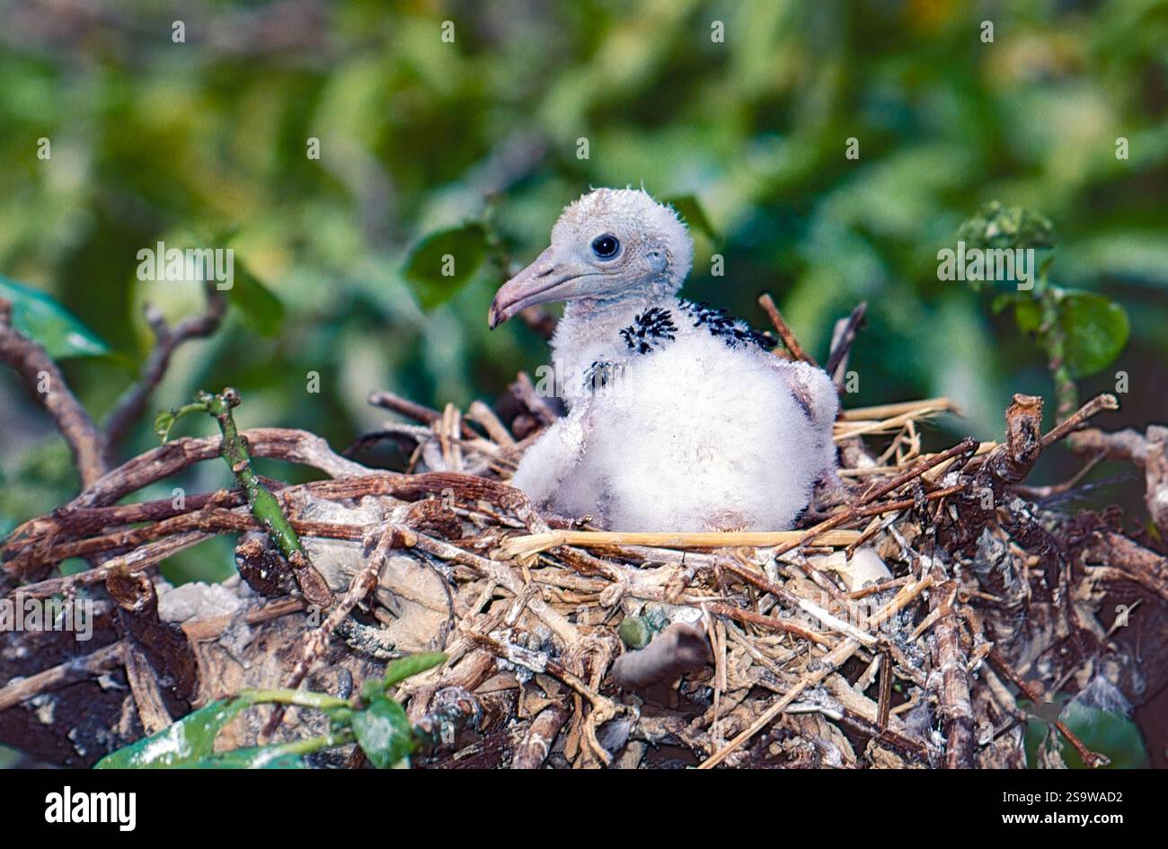 Chick of oLesser frigatebird (Fregata ariel) in it's nest at Bird's ...