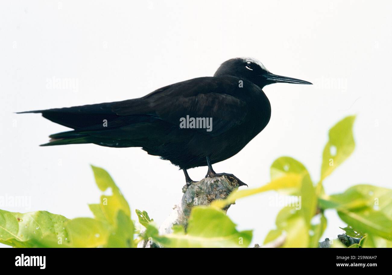 Black noddy (Anous minutus minutus) from heron Island, southern Great ...