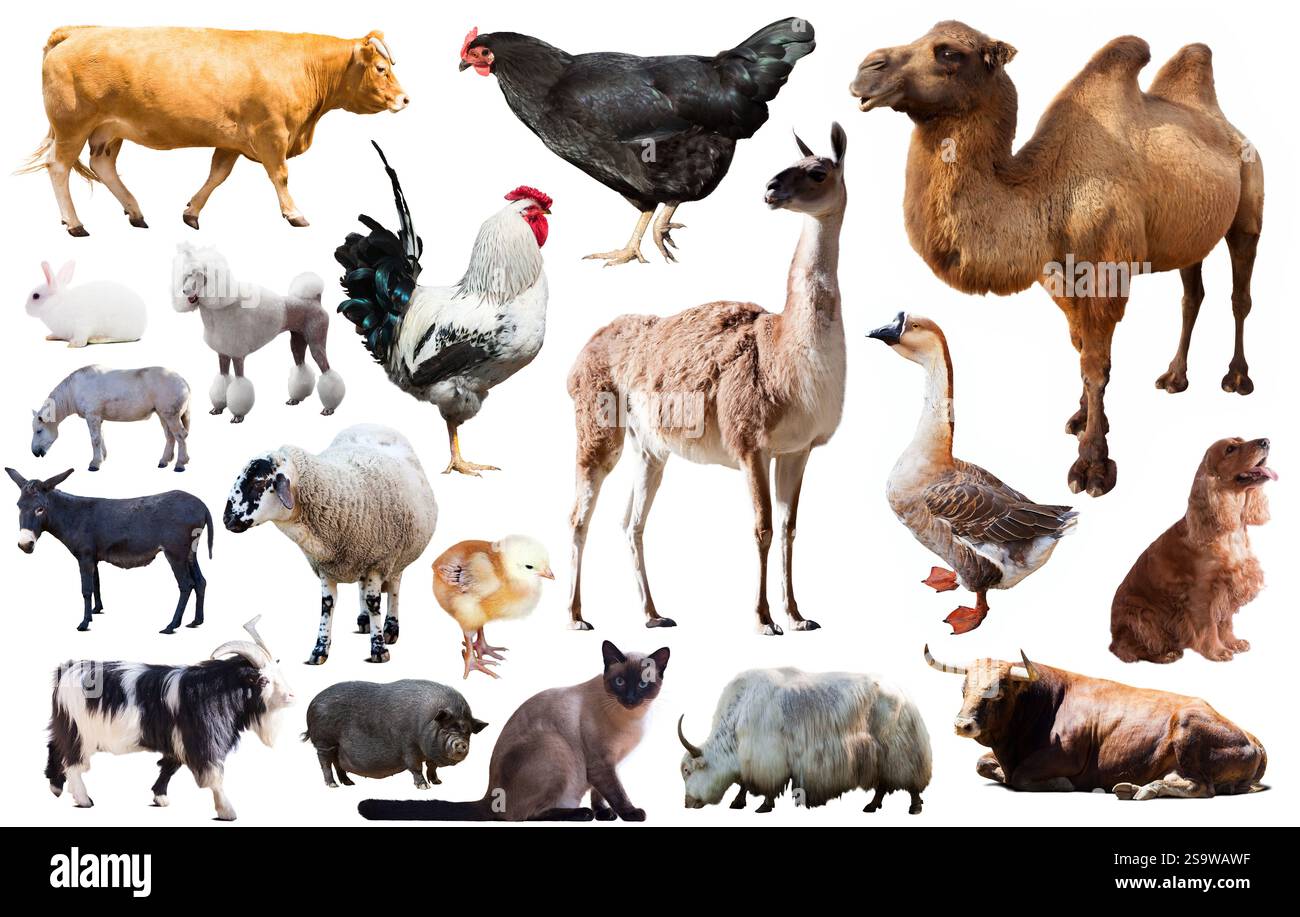 domestic animals collection Stock Photo - Alamy