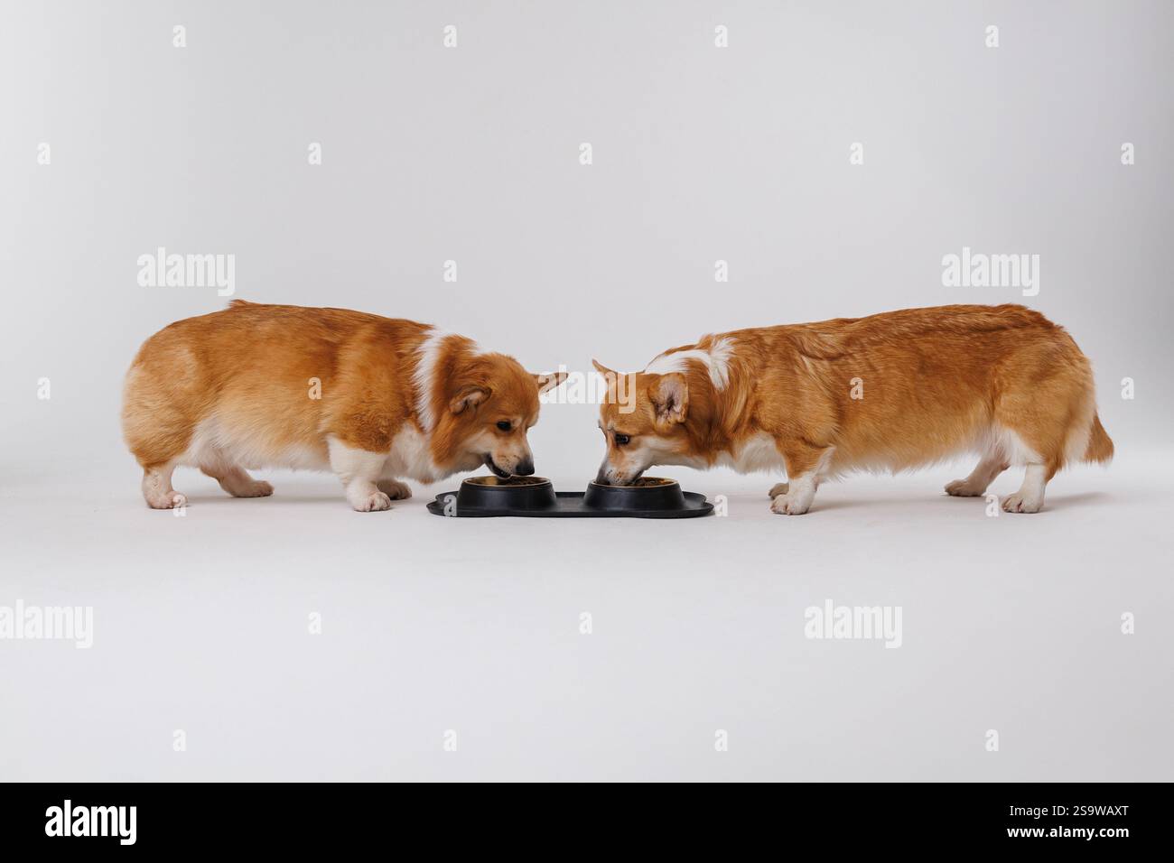 Two adorable corgis dogs sharing a meal together, highlighting ...