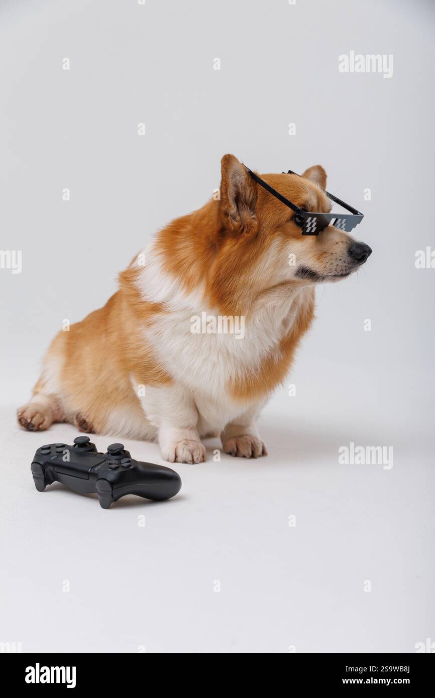 Cool corgi dog wearing pixelated sunglasses with a gaming controller ...