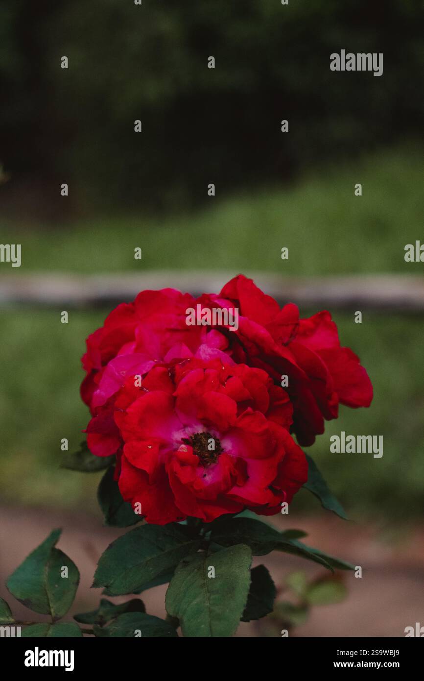 Red roses bush floral hi-res stock photography and images - Alamy