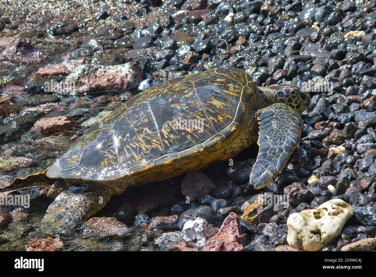 Green sea turtle coming on to the shore on maui Stock Photo - Alamy