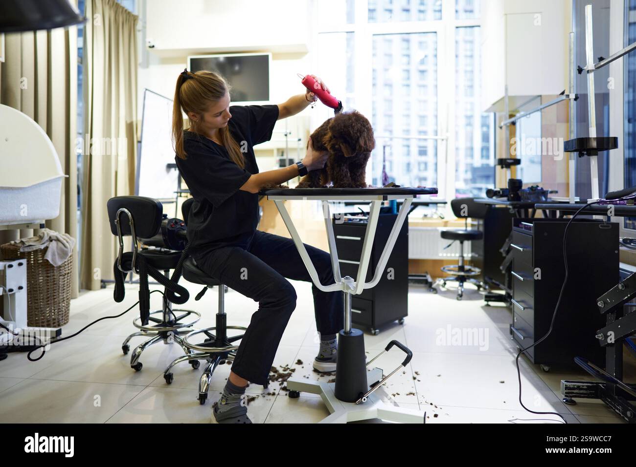 Dog grooming session at a modern salon on a sunny day Stock Photo - Alamy