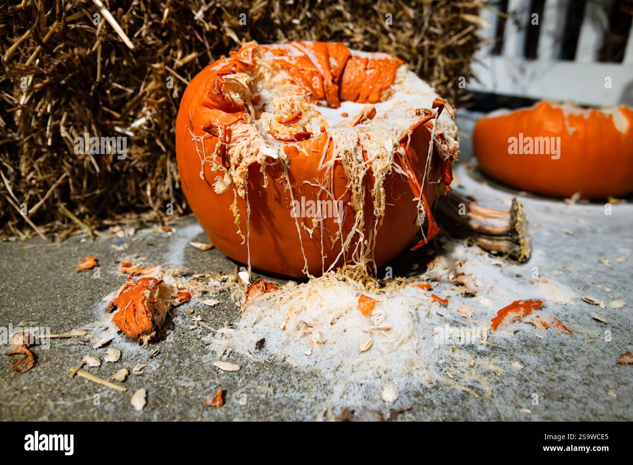A rotting pumpkin that has been pulled apart by wildlife with seeds and ...
