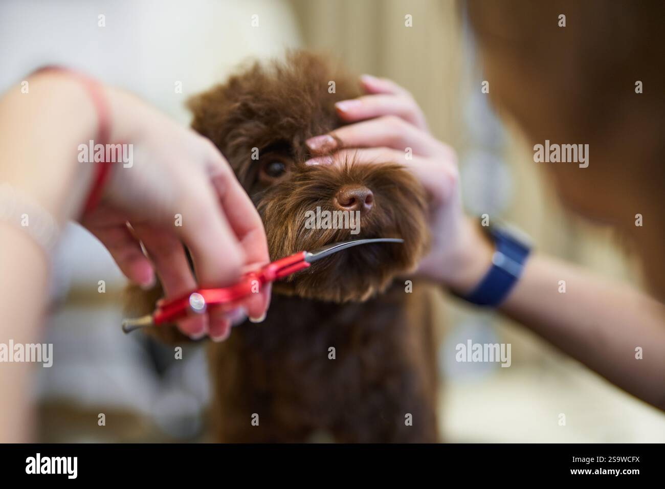 Dog grooming in a pet salon with a groomer styling a small dog Stock ...