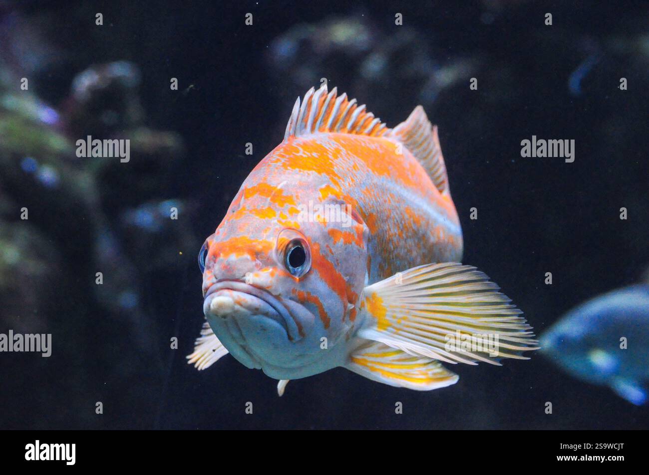 Orange fish with patterns swimming in a dimly lit aquarium Stock Photo ...