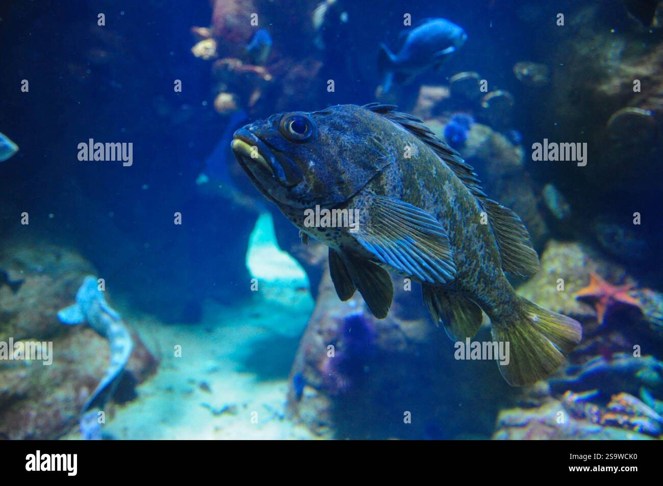 Underwater view of marine life with large fish swimming in aquarium ...