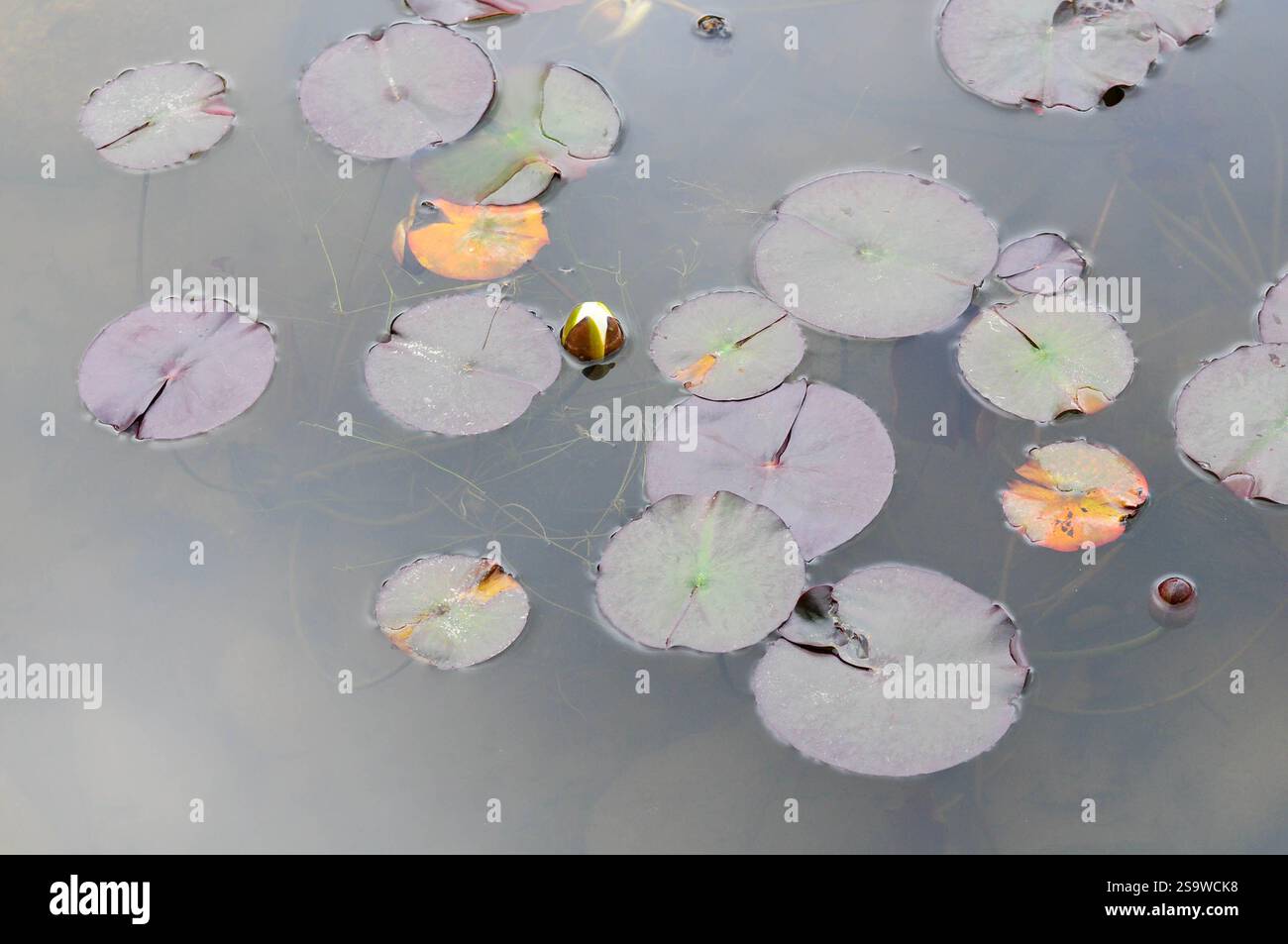 Lily pads float on serene water reflecting pastel hues in tranquil pond Stock Photo - Alamy