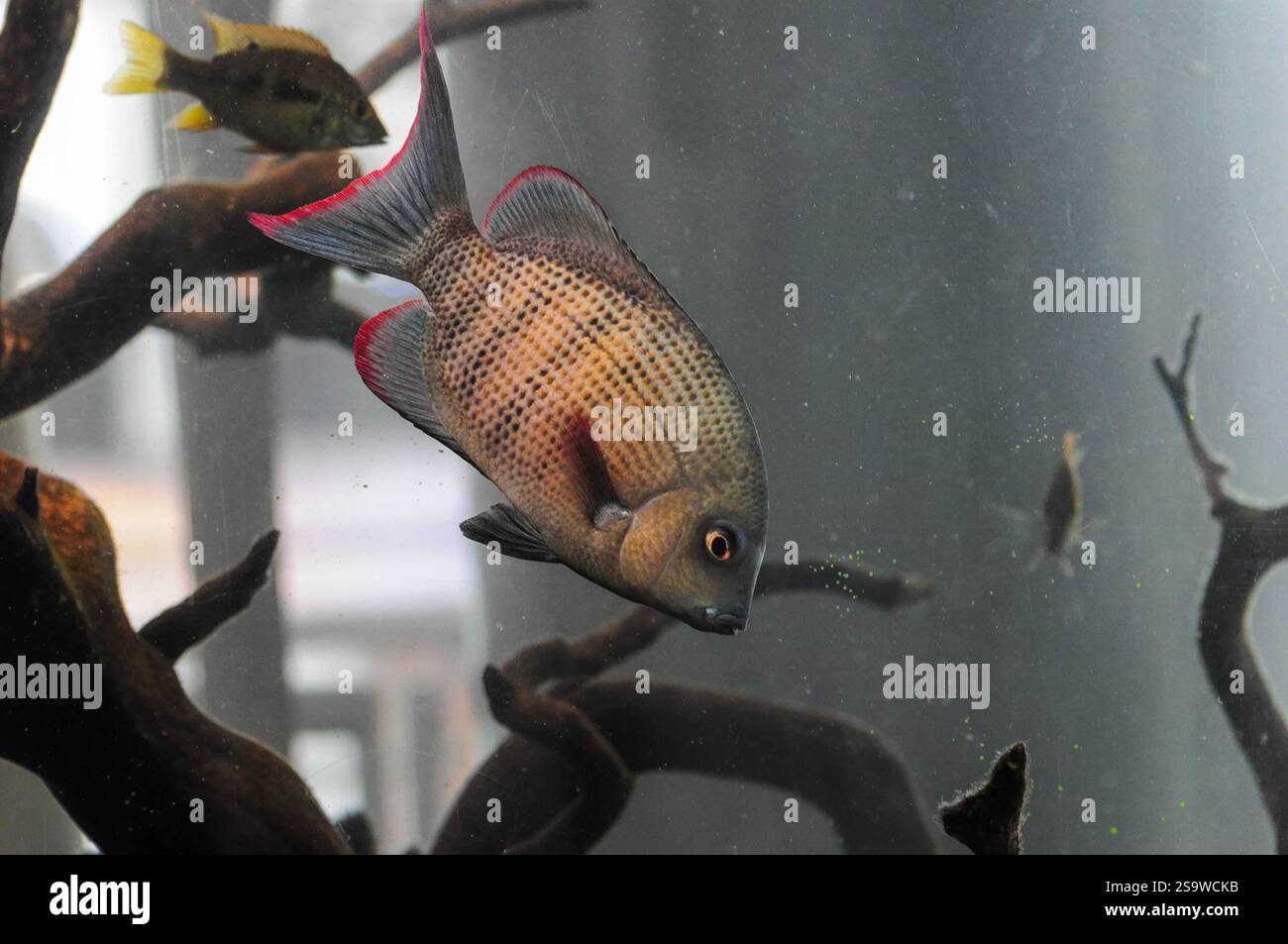 Colorful fish swimming among branches in aquarium display of aquatic ...
