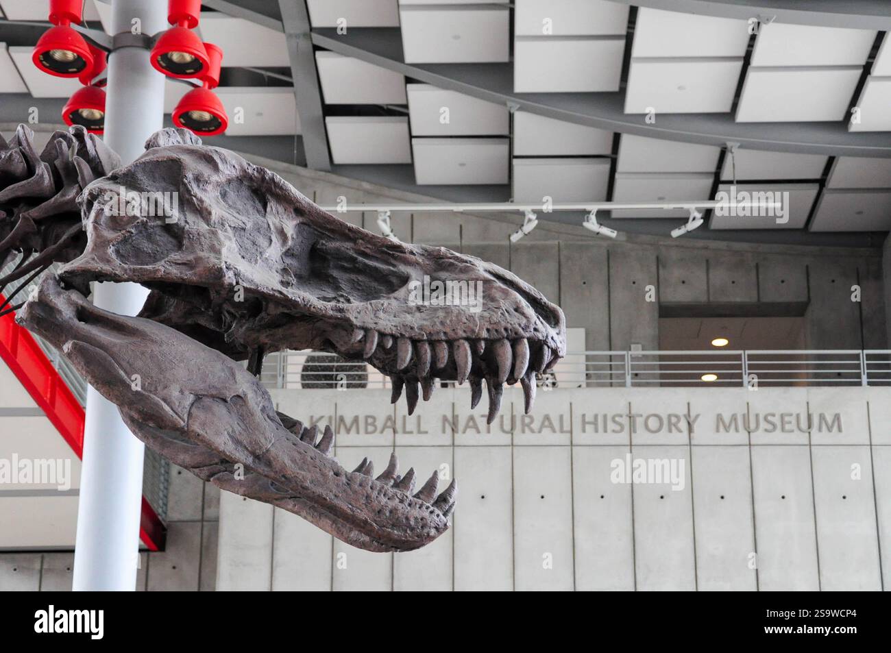 Academy of natural sciences rex hi-res stock photography and images - Alamy