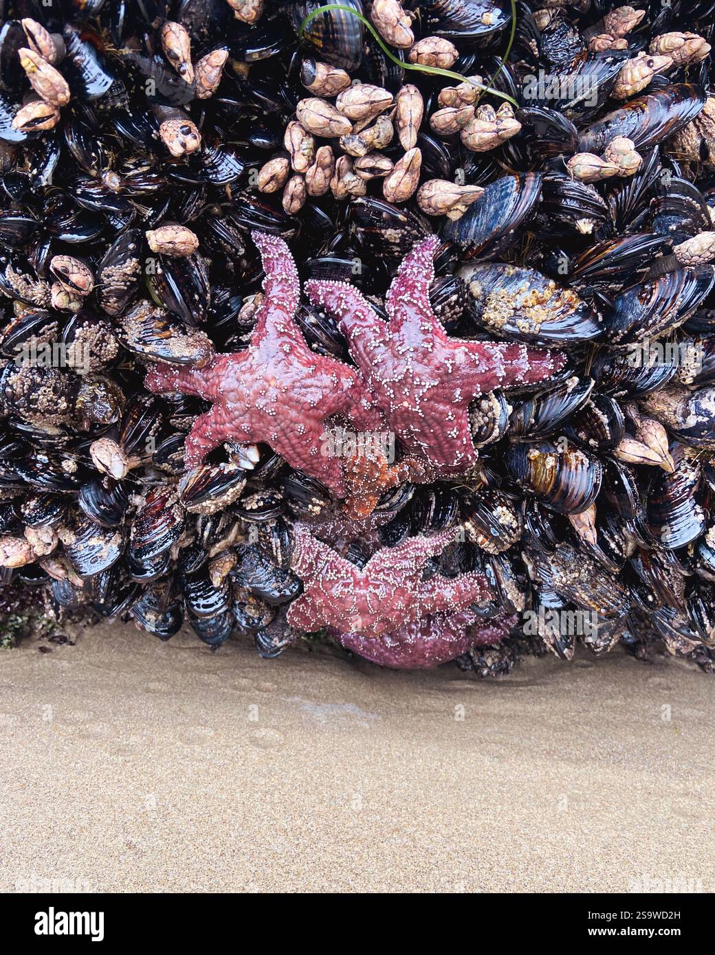 Red starfish clinging purple rock hi-res stock photography and images ...