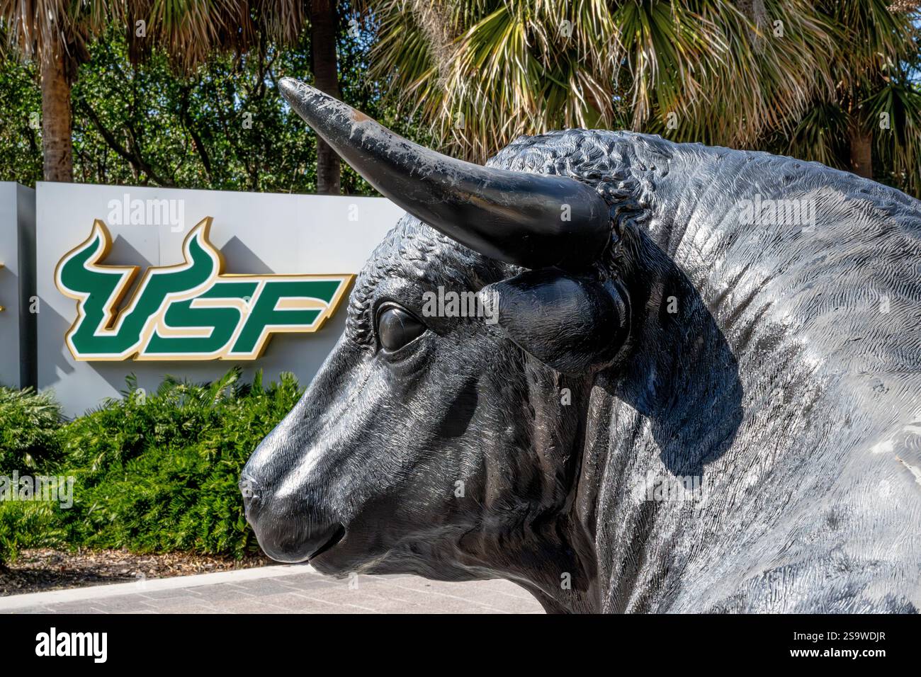University of Southern Florida in Tampa Bay - USF logo and bull statue ...