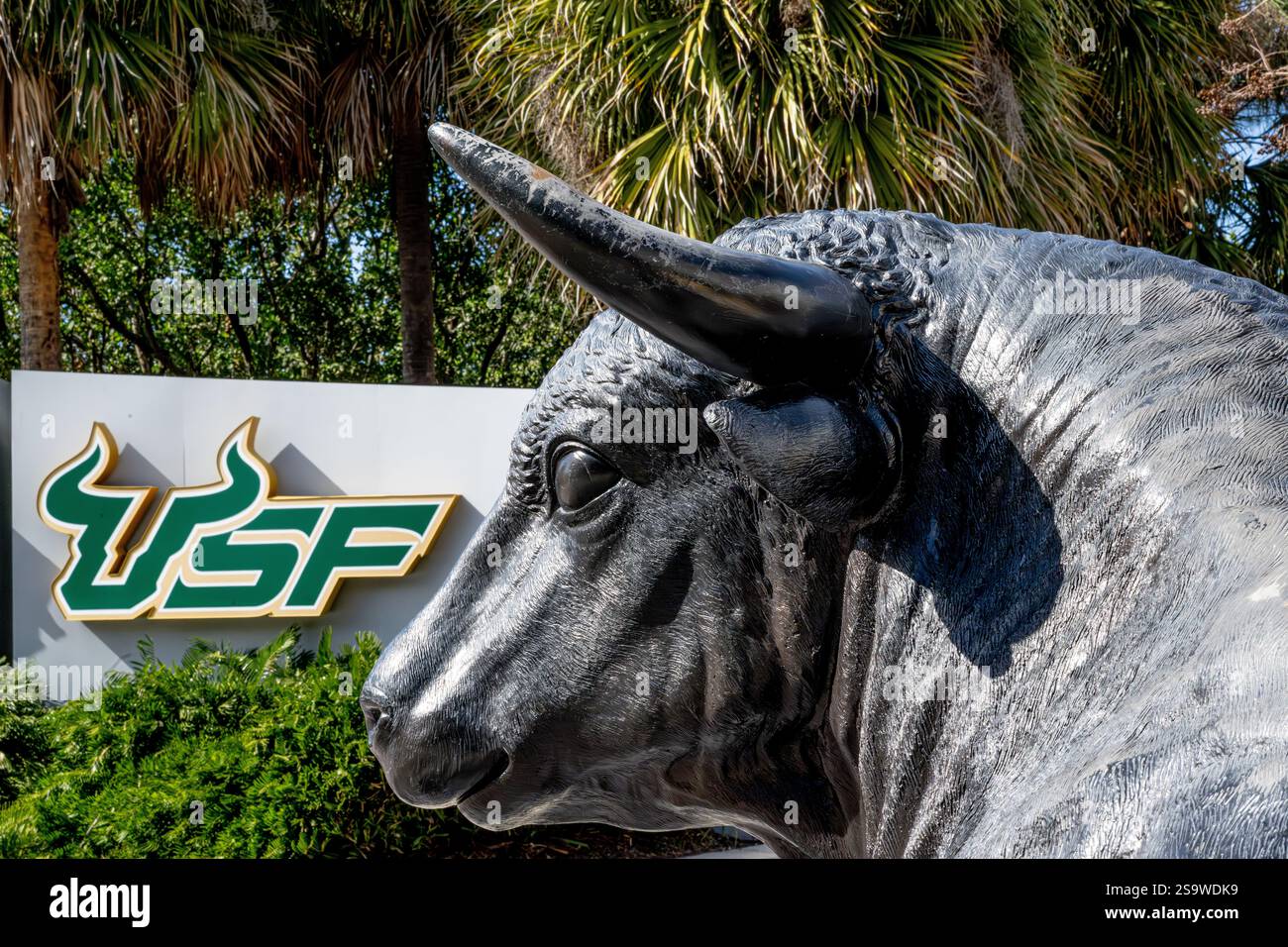 University of Southern Florida in Tampa Bay - USF logo and bull statue ...