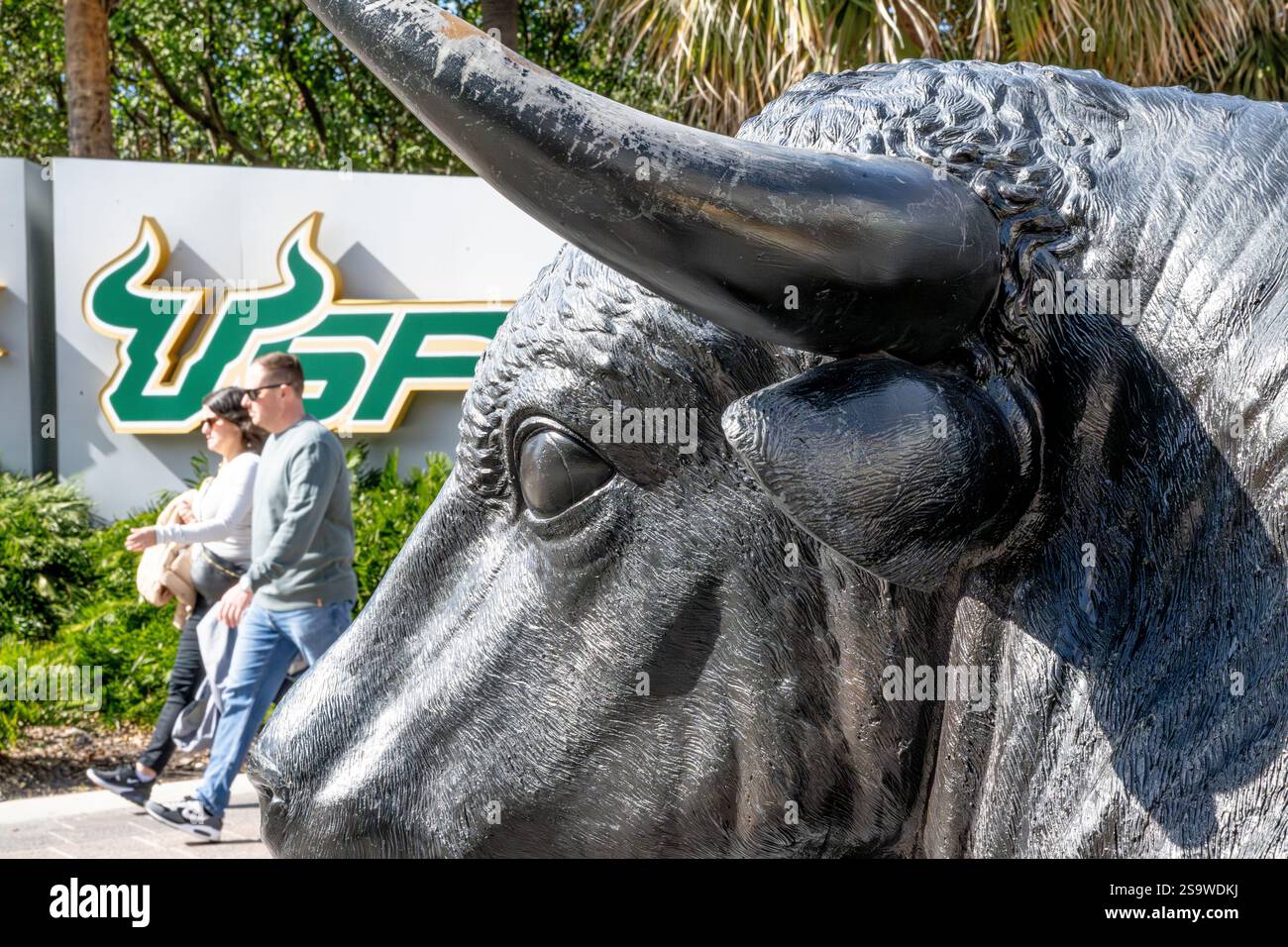 University of Southern Florida in Tampa Bay - USF logo and bull statue ...