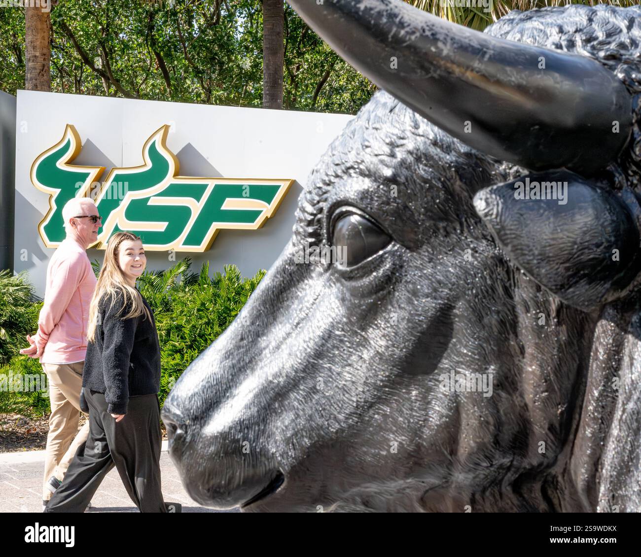 University of Southern Florida in Tampa Bay - USF logo and bull statue ...