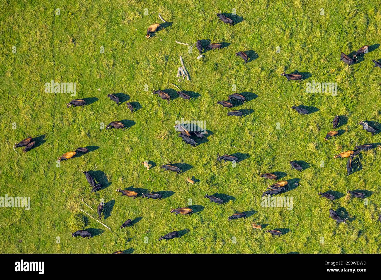 Aerial view, nature reserve Ruhraue Winz at the Hattinger Ruhrschleife ...