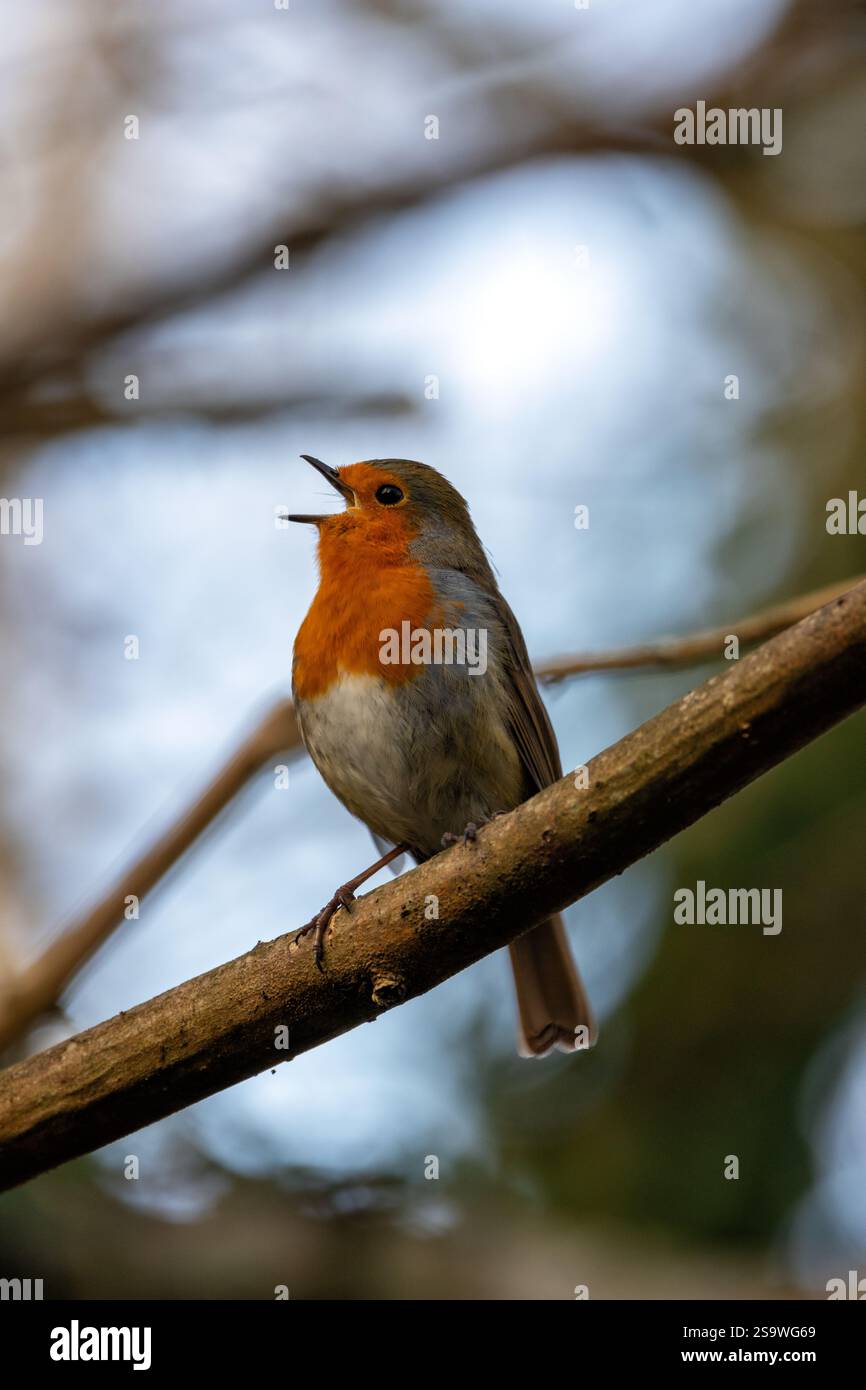 The robin redbreast, a small songbird feeding on insects, fruits, and ...