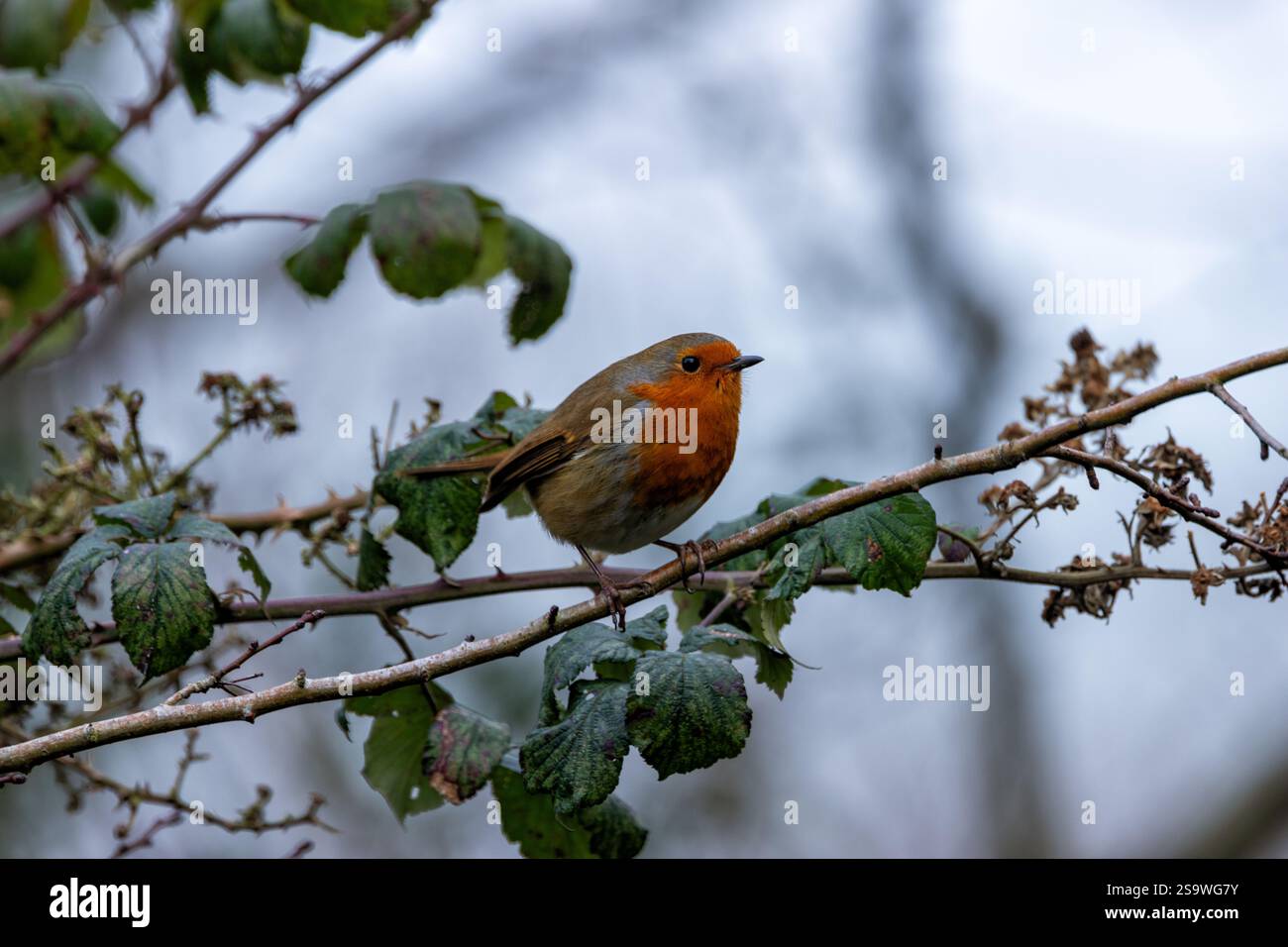 The robin redbreast, a small songbird feeding on insects, fruits, and ...
