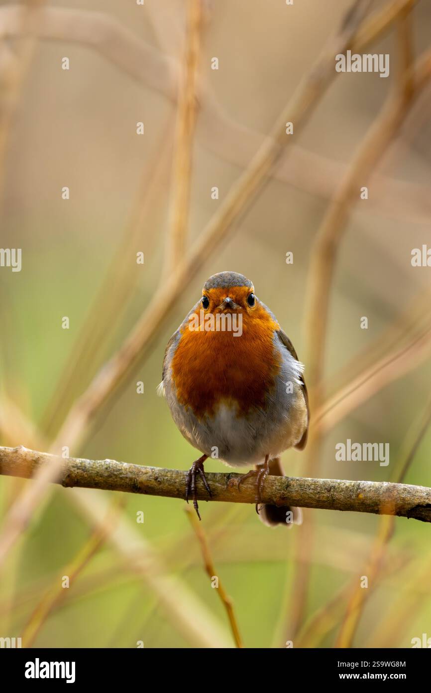 The robin redbreast, a small songbird feeding on insects, fruits, and ...