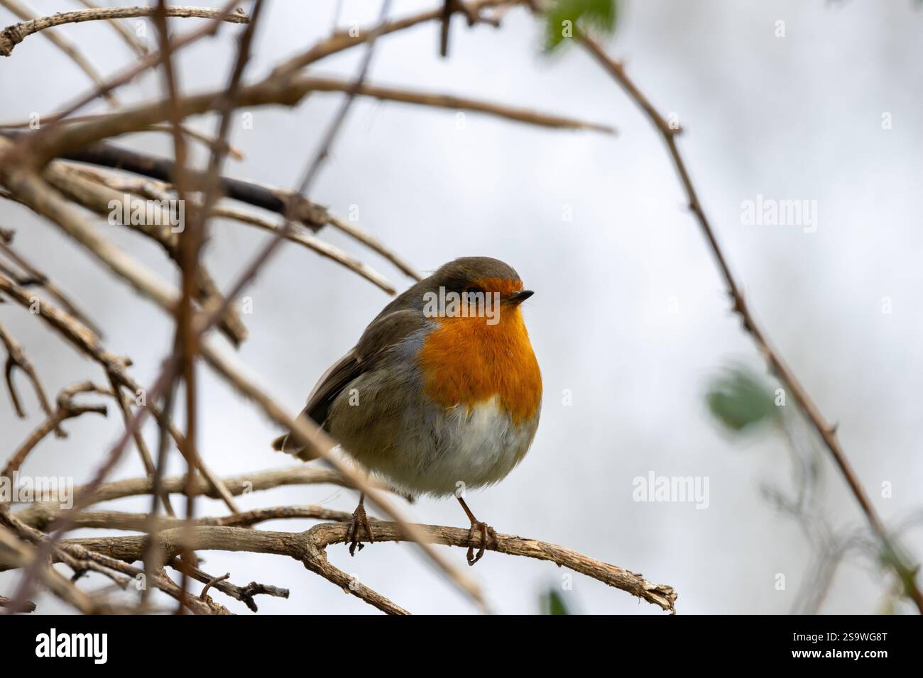 The robin redbreast, a small songbird feeding on insects, fruits, and ...
