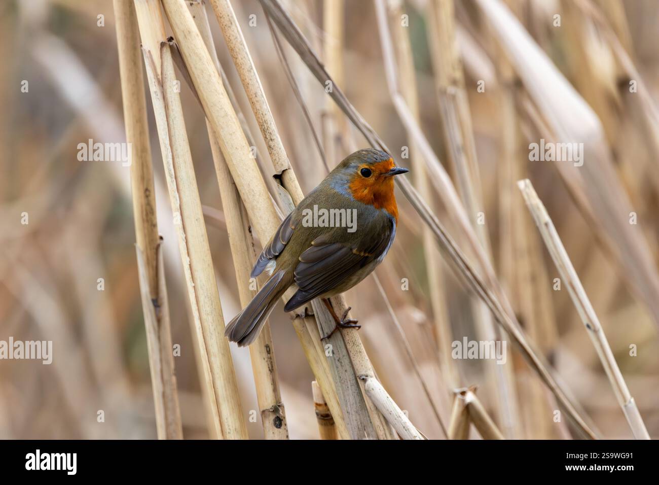 The robin redbreast, a small songbird feeding on insects, fruits, and ...