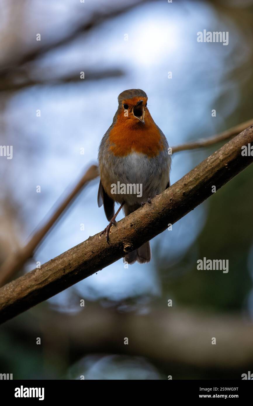 The robin redbreast, a small songbird feeding on insects, fruits, and ...