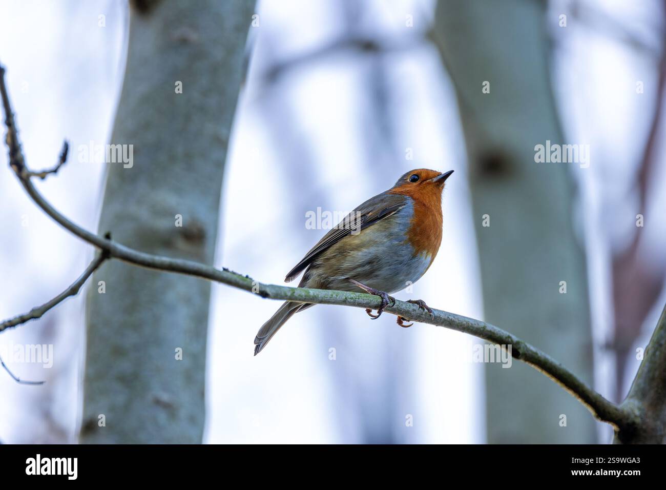 The robin redbreast, a small songbird feeding on insects, fruits, and ...