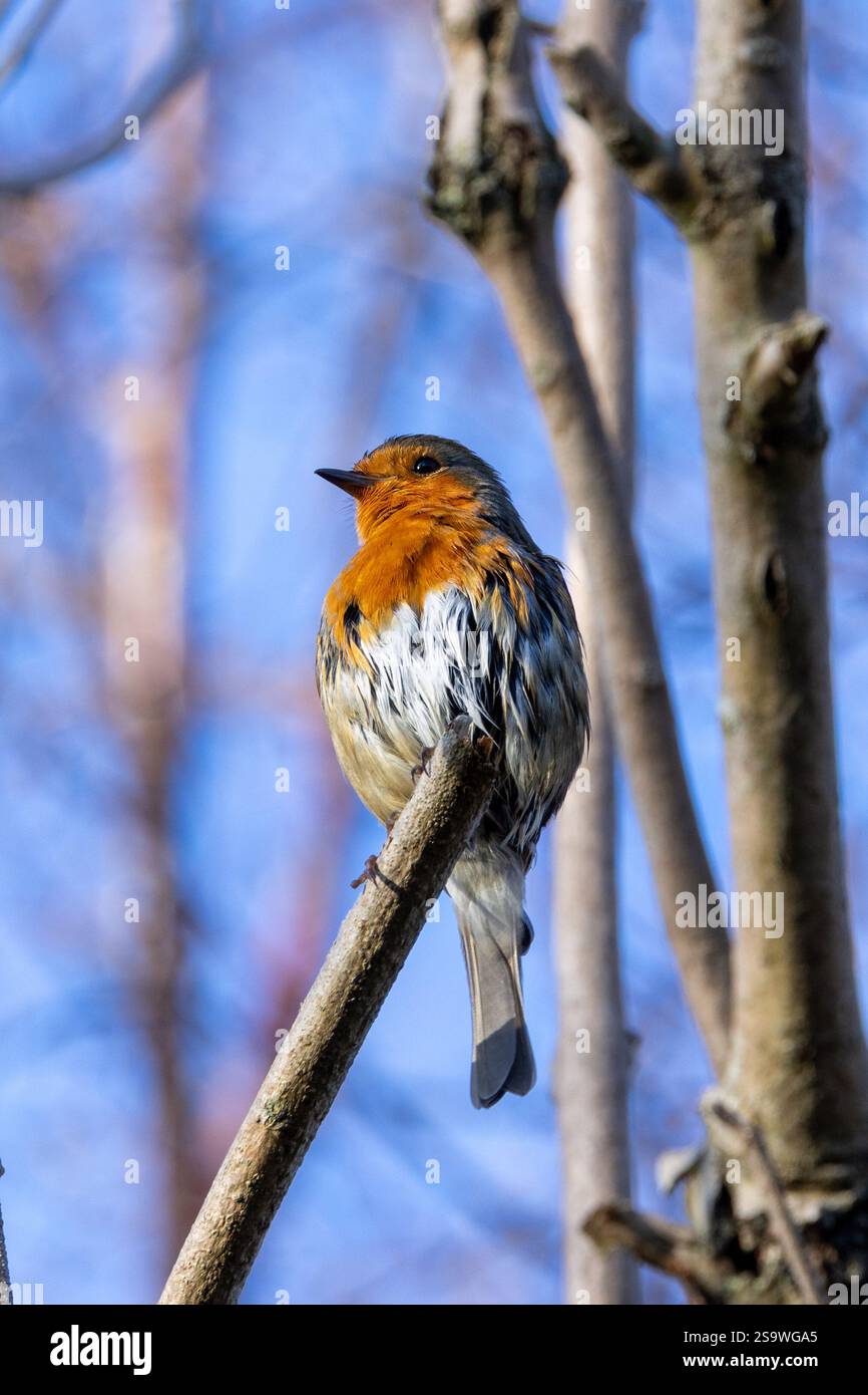 The robin redbreast, a small songbird feeding on insects, fruits, and ...