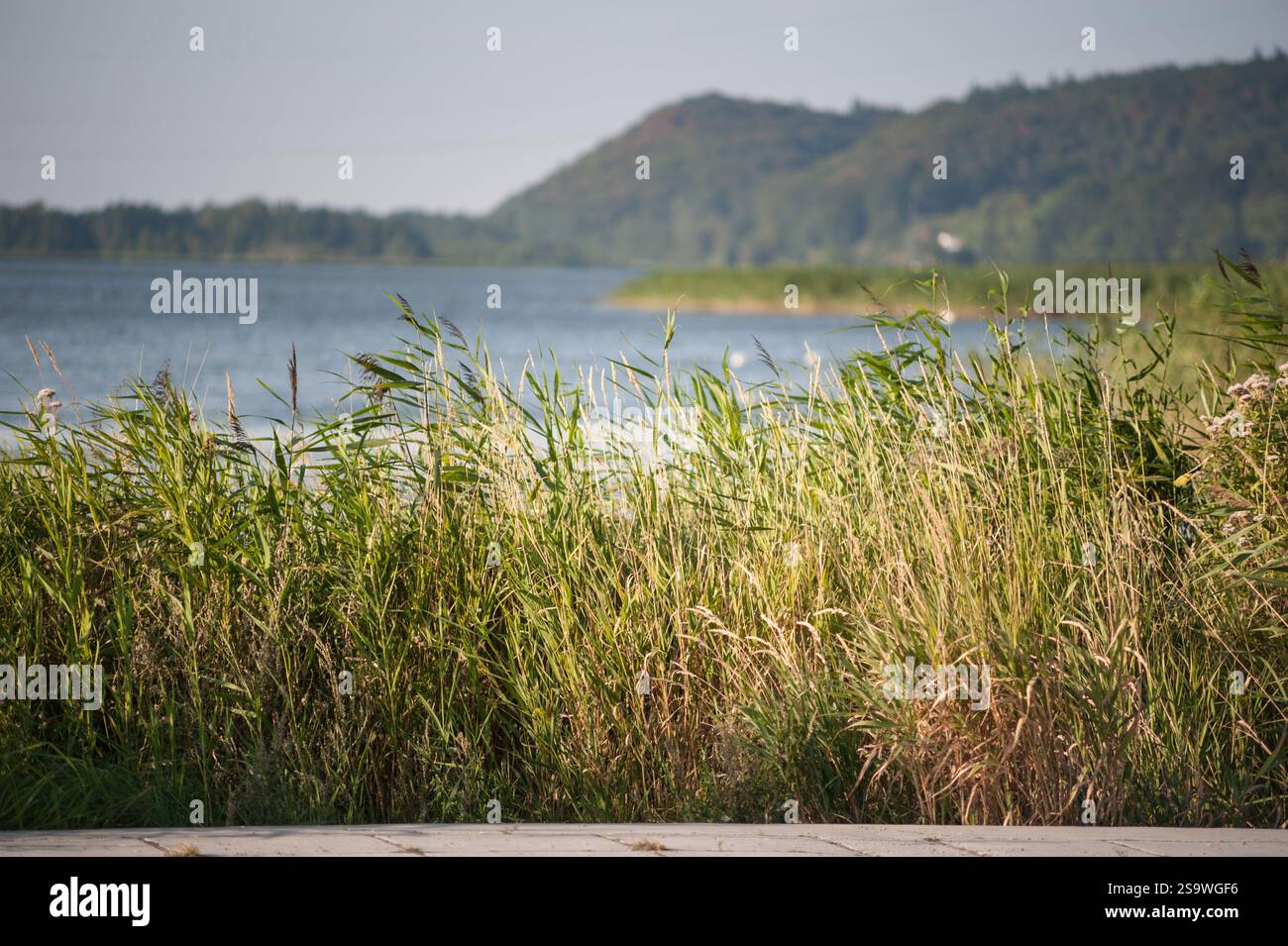 Reeds on edge calm hi-res stock photography and images - Alamy