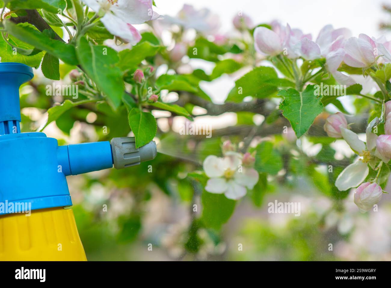 healthy Antifungal spray for apple trees.Sanitary garden work ...