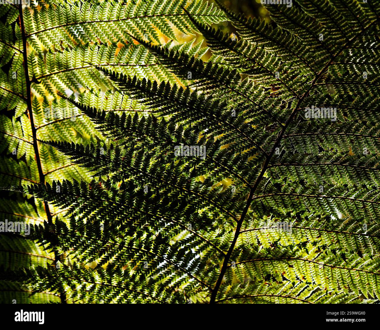 Background: nature's art graphic resource. Nature's art, backlit fern leaves overlapping and ...