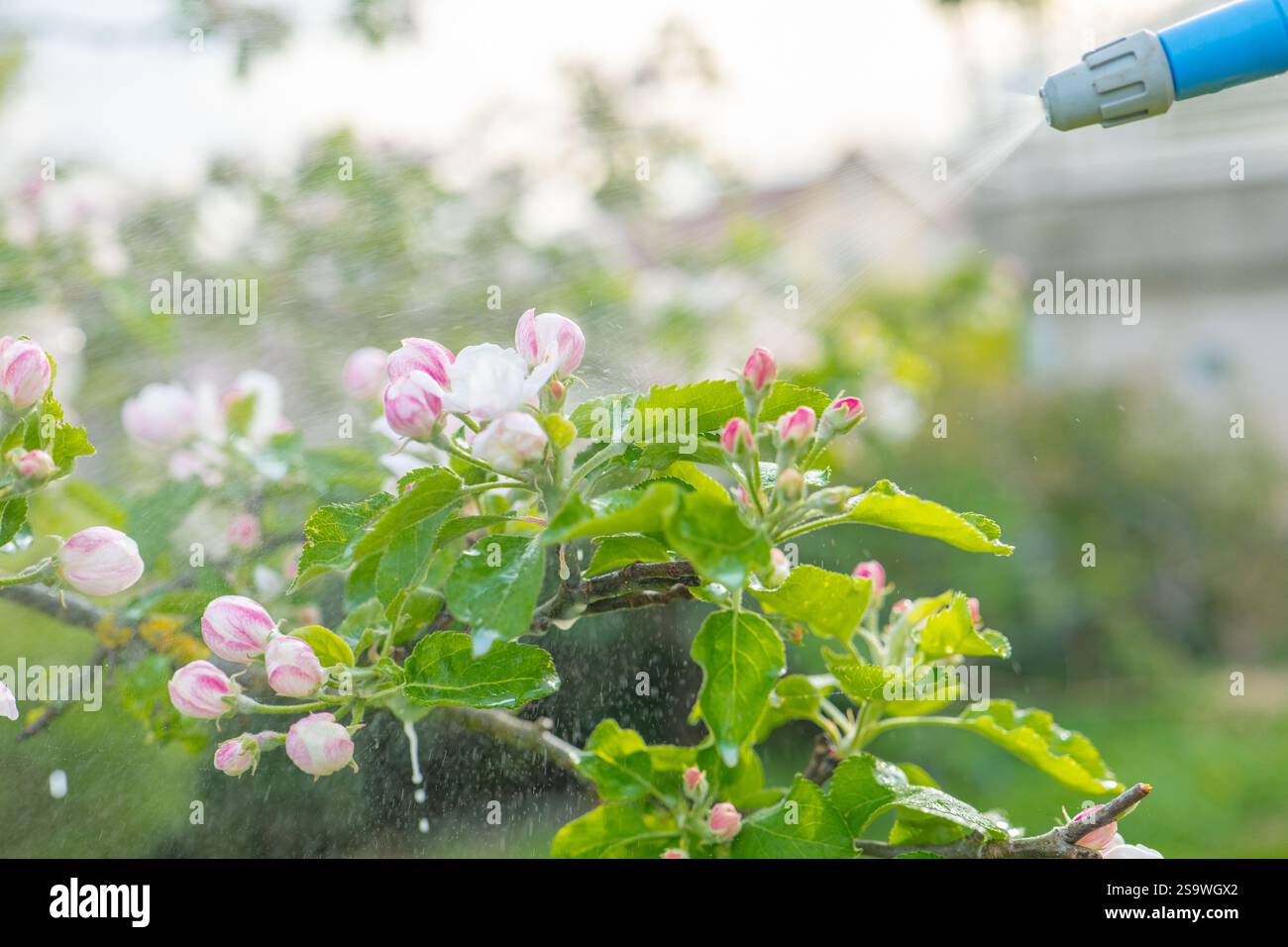 garden without pests and diseases. Treatment of flowering fruit trees ...