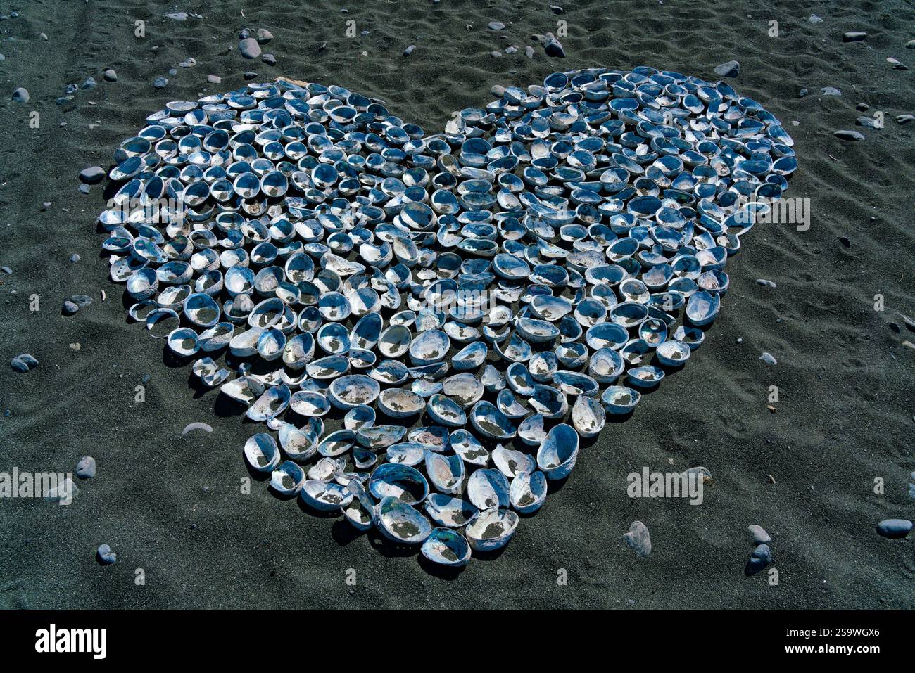 Love Paua. Empty paua shells on a beach arranged in the shape of a ...
