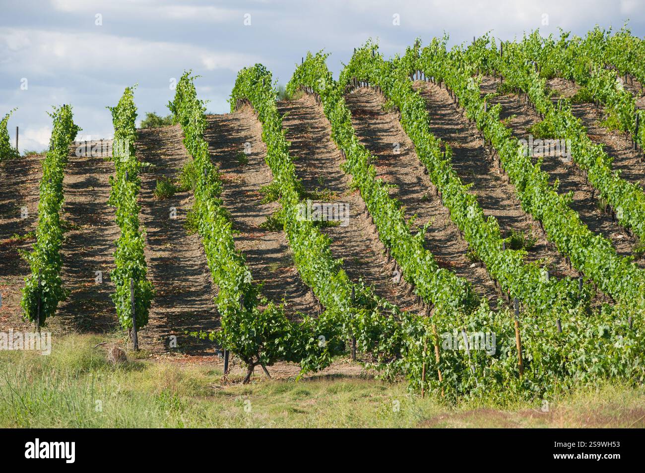 Rows of Grapevines in Vineyard, Portugal Stock Photo - Alamy