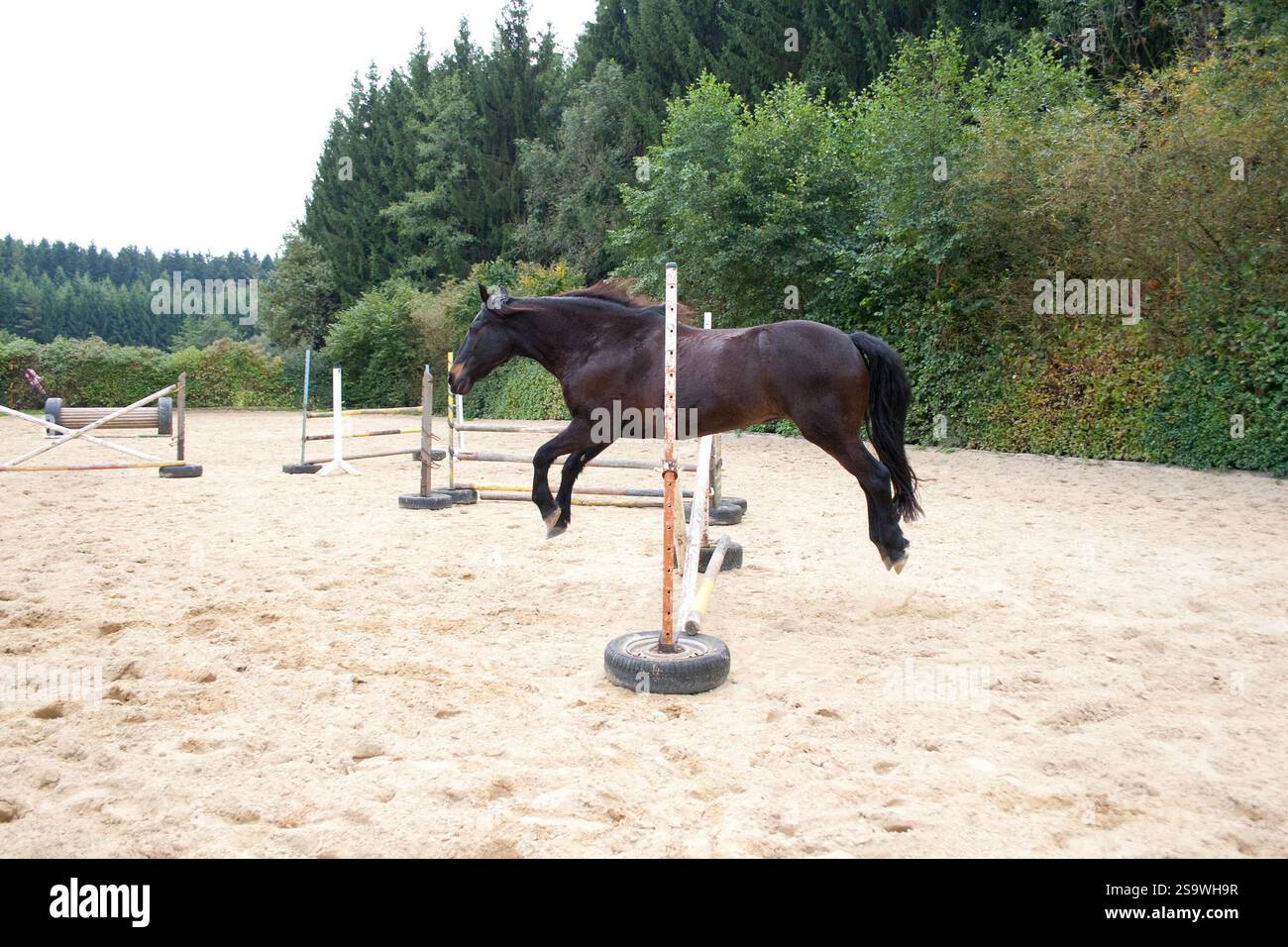 Horse jumping free without rider. Horses training with fun. free ...