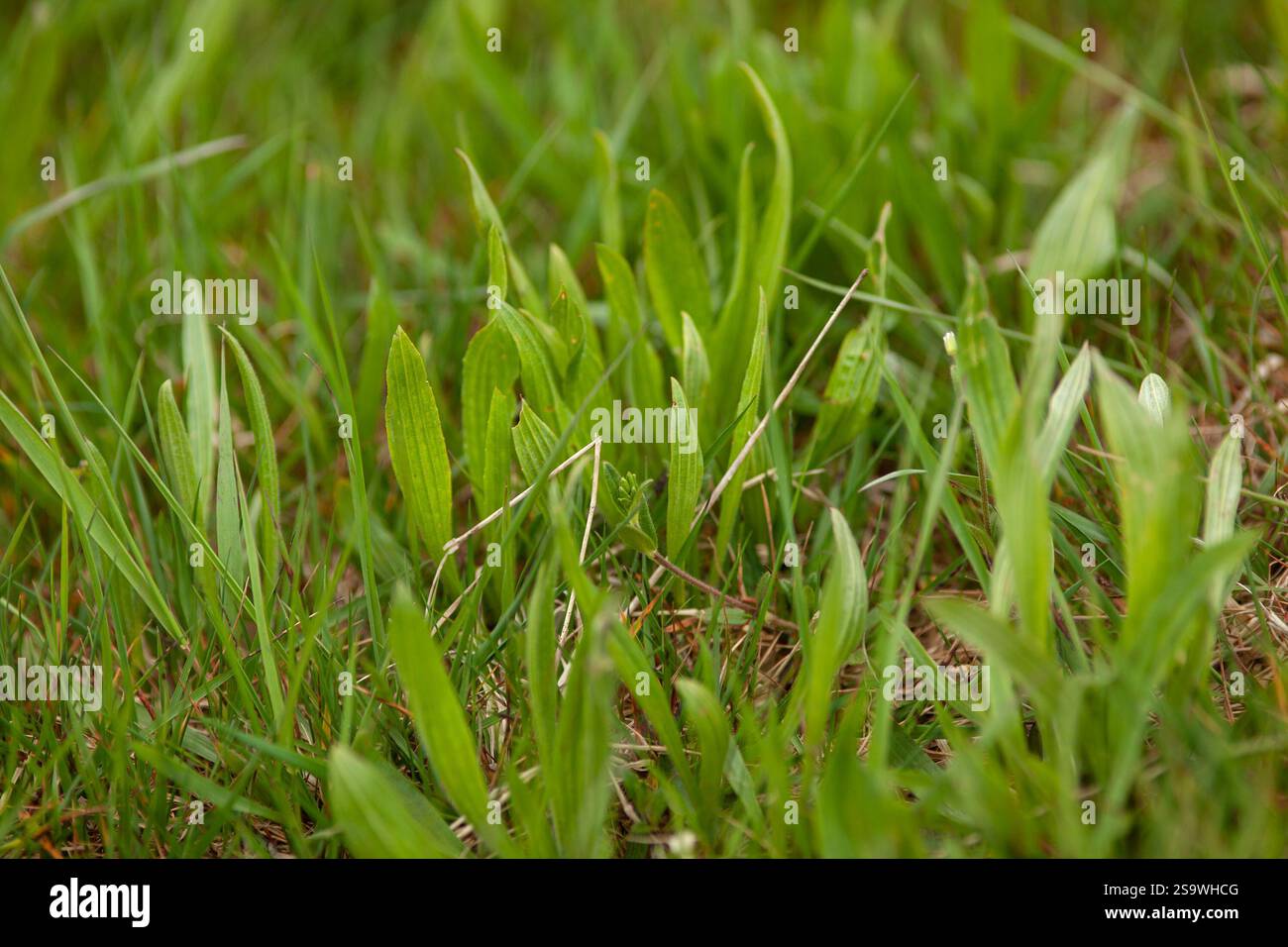 Plantago lanceolata, ribwort plantain, narrowleaf plantain Stock Photo ...