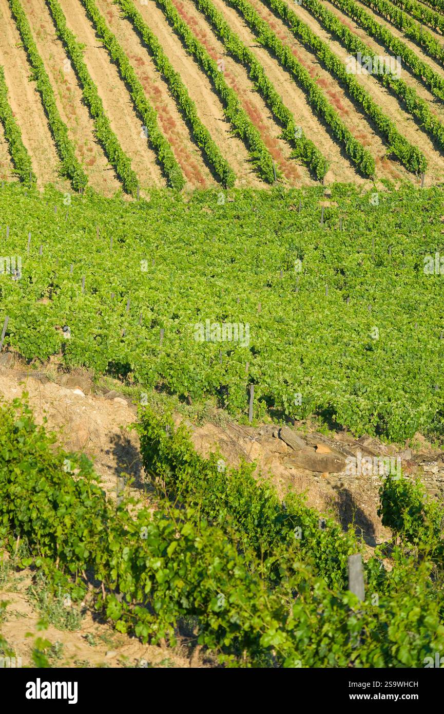 Vineyard buildings hi-res stock photography and images - Alamy