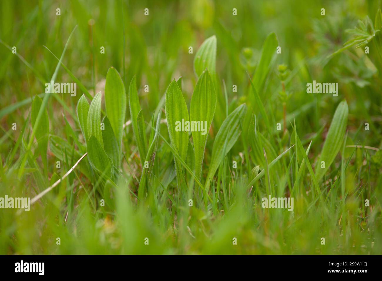 Plantago lanceolata, ribwort plantain, narrowleaf plantain Stock Photo ...