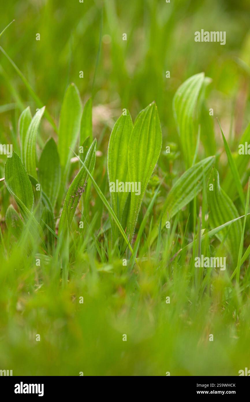 Plantago lanceolata, ribwort plantain, narrowleaf plantain Stock Photo ...