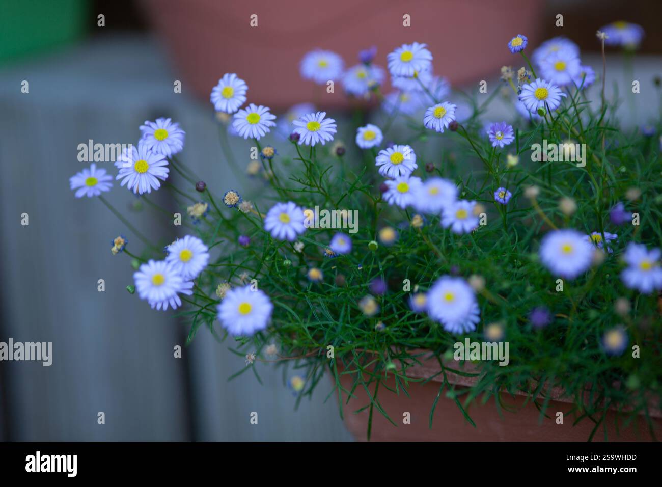 Blue Daisy (Brachyscome angustifolia) plant Stock Photo - Alamy