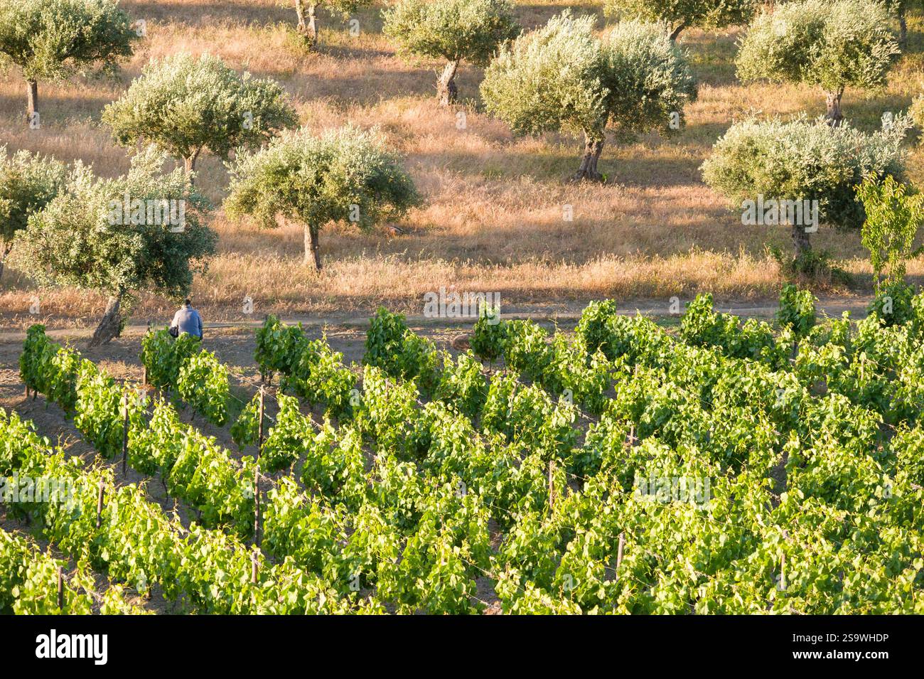 Vineyard with Olive Trees and Farmer in Rural Portugal Stock Photo - Alamy