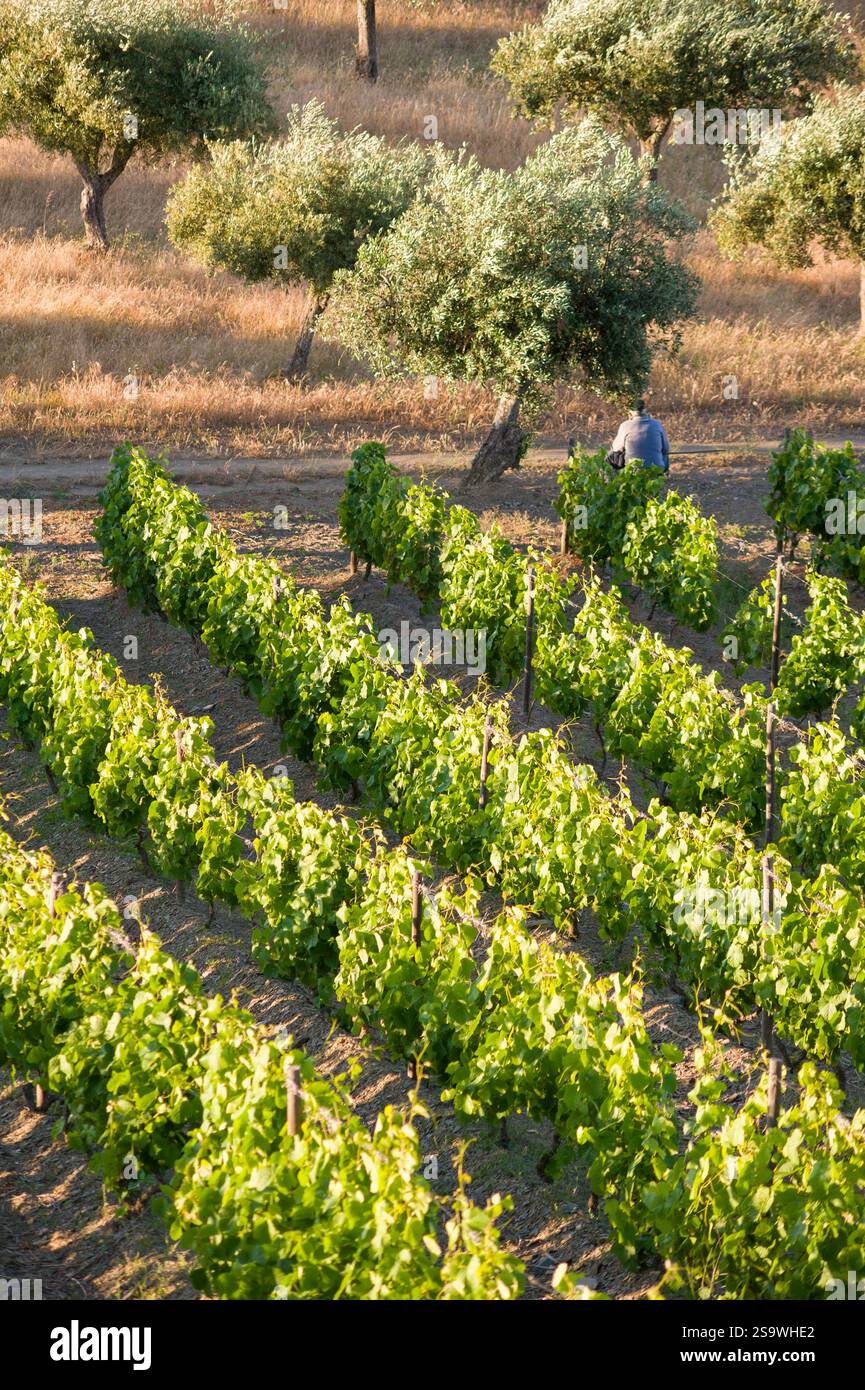 Vineyard with Olive Trees and Farmer in Rural Portugal Stock Photo - Alamy