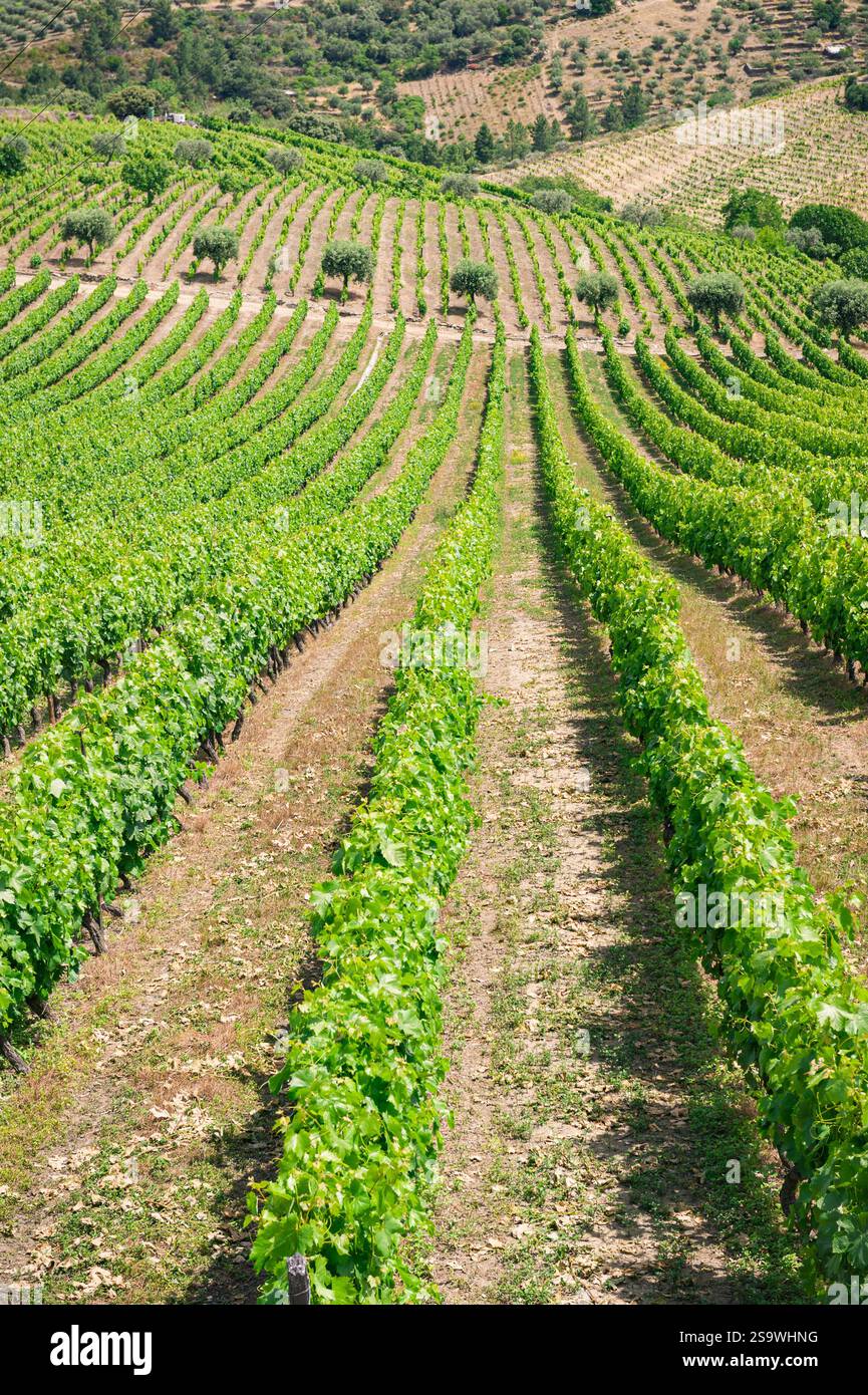 Rows of Grapevines and Olive Trees on a Hillside in Portugal Stock ...