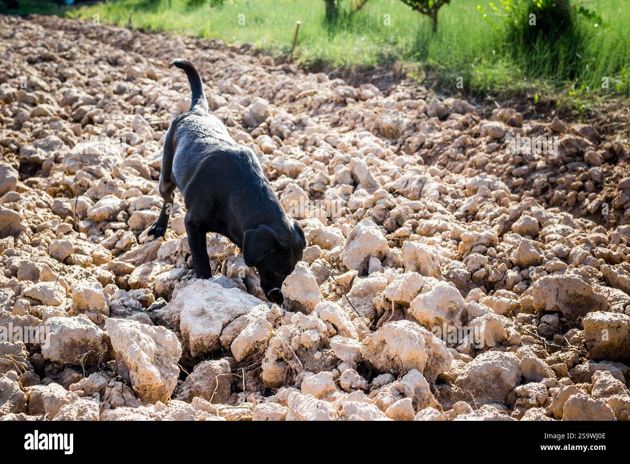 Black Labrador dog on plowed field sniffing Stock Photo - Alamy