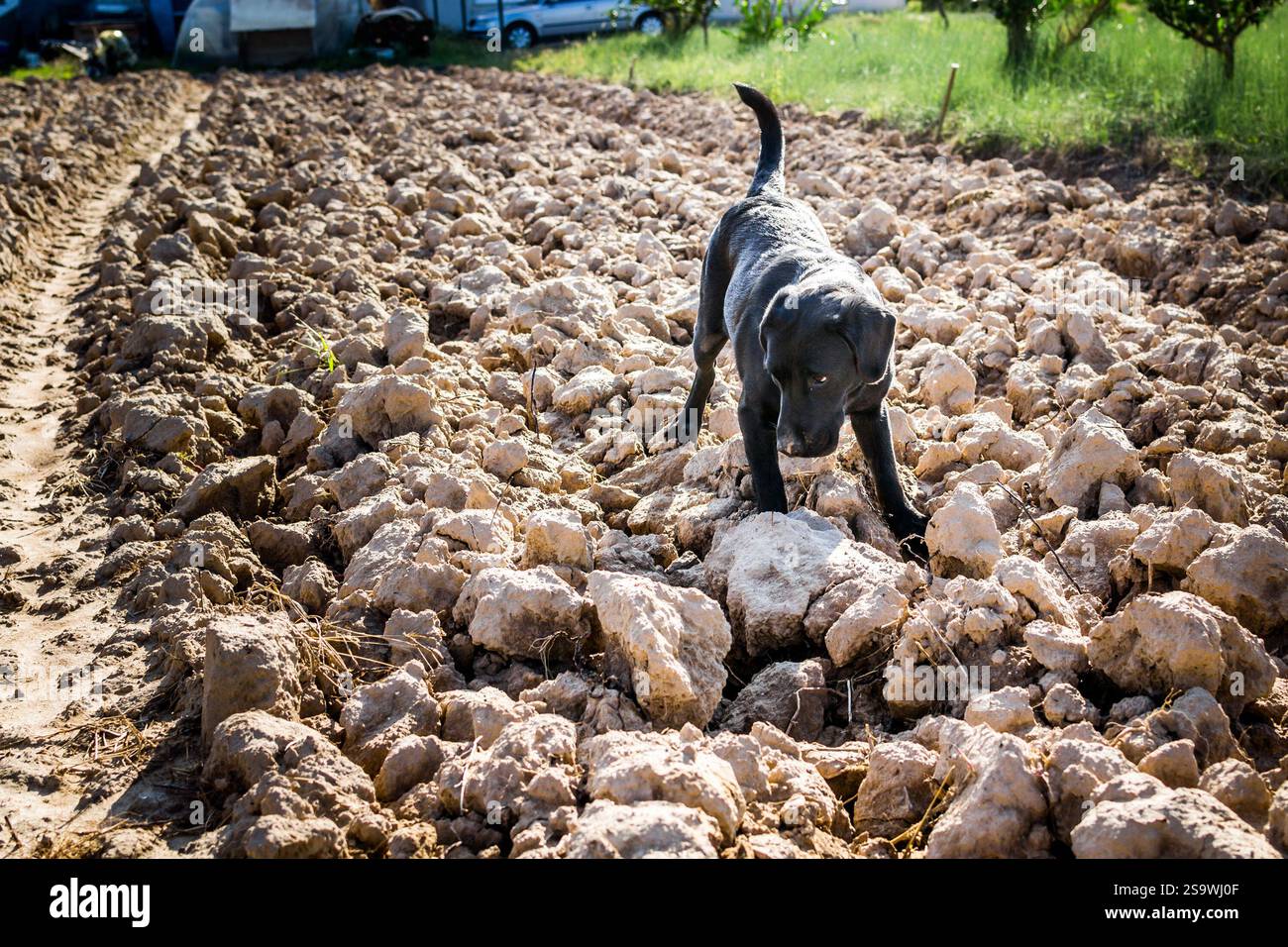 Black Labrador dog on plowed field sniffing Stock Photo - Alamy