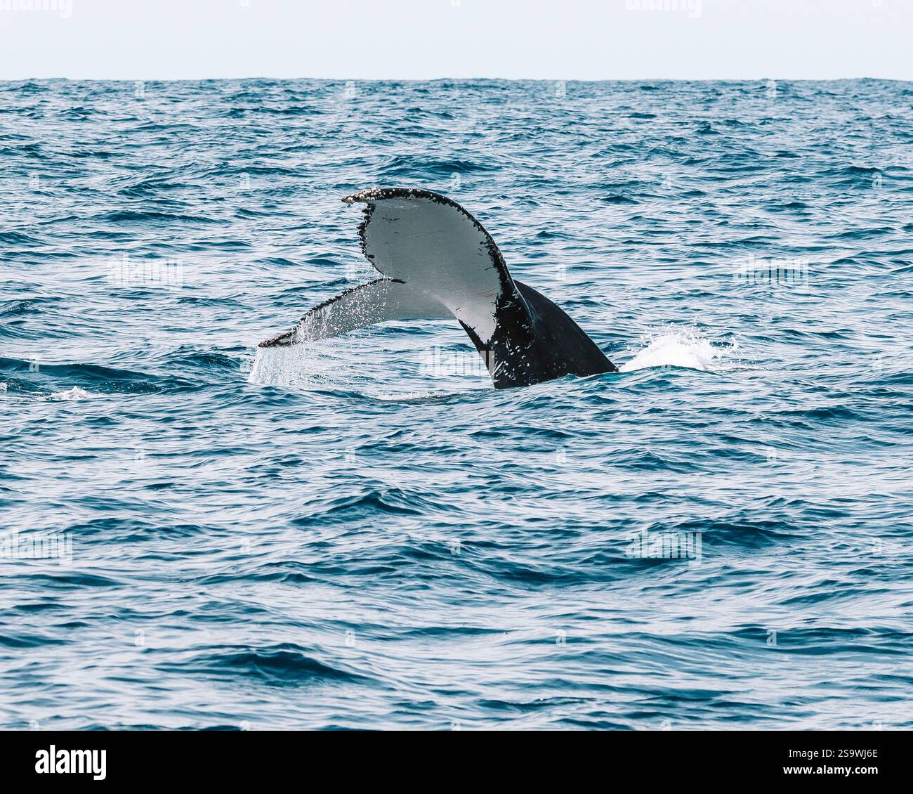 Majestic photograph of a humpback whale's tail captured mid-dive, with ...