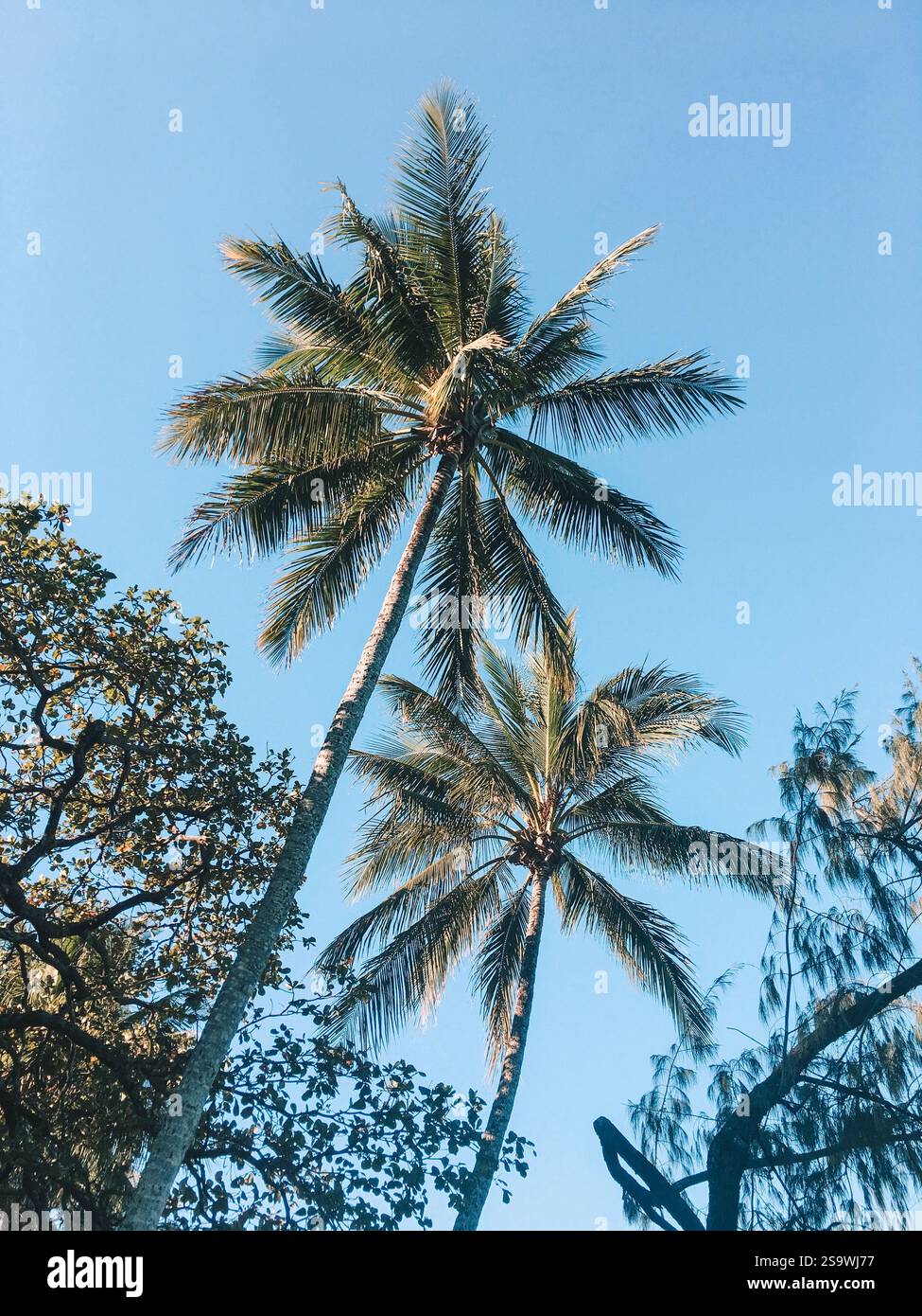 Serene photographs of Palm Cove Beach in Cairns, Australia, featuring ...