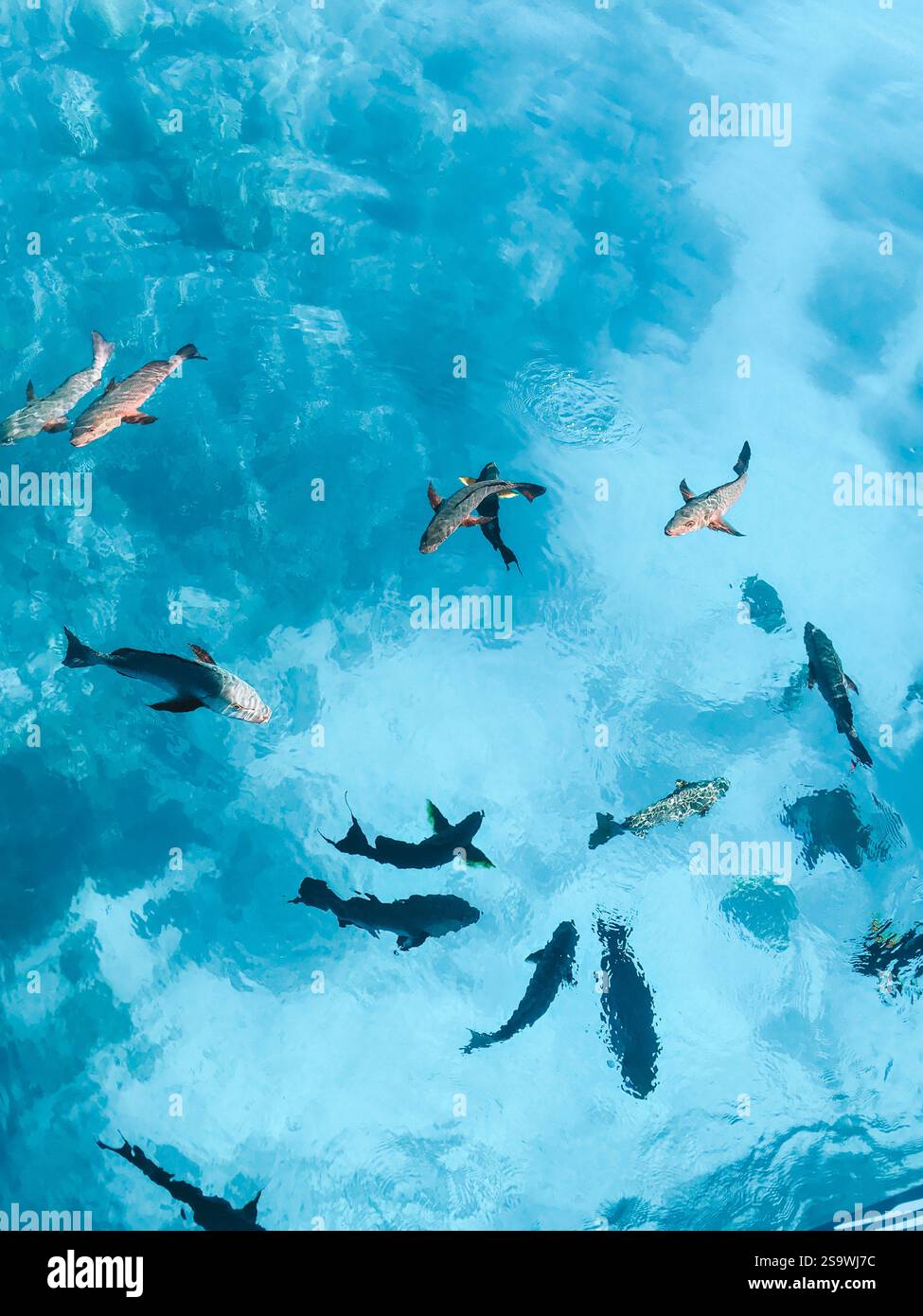 Vibrant photographs of the Great Barrier Reef's surface, showcasing its ...