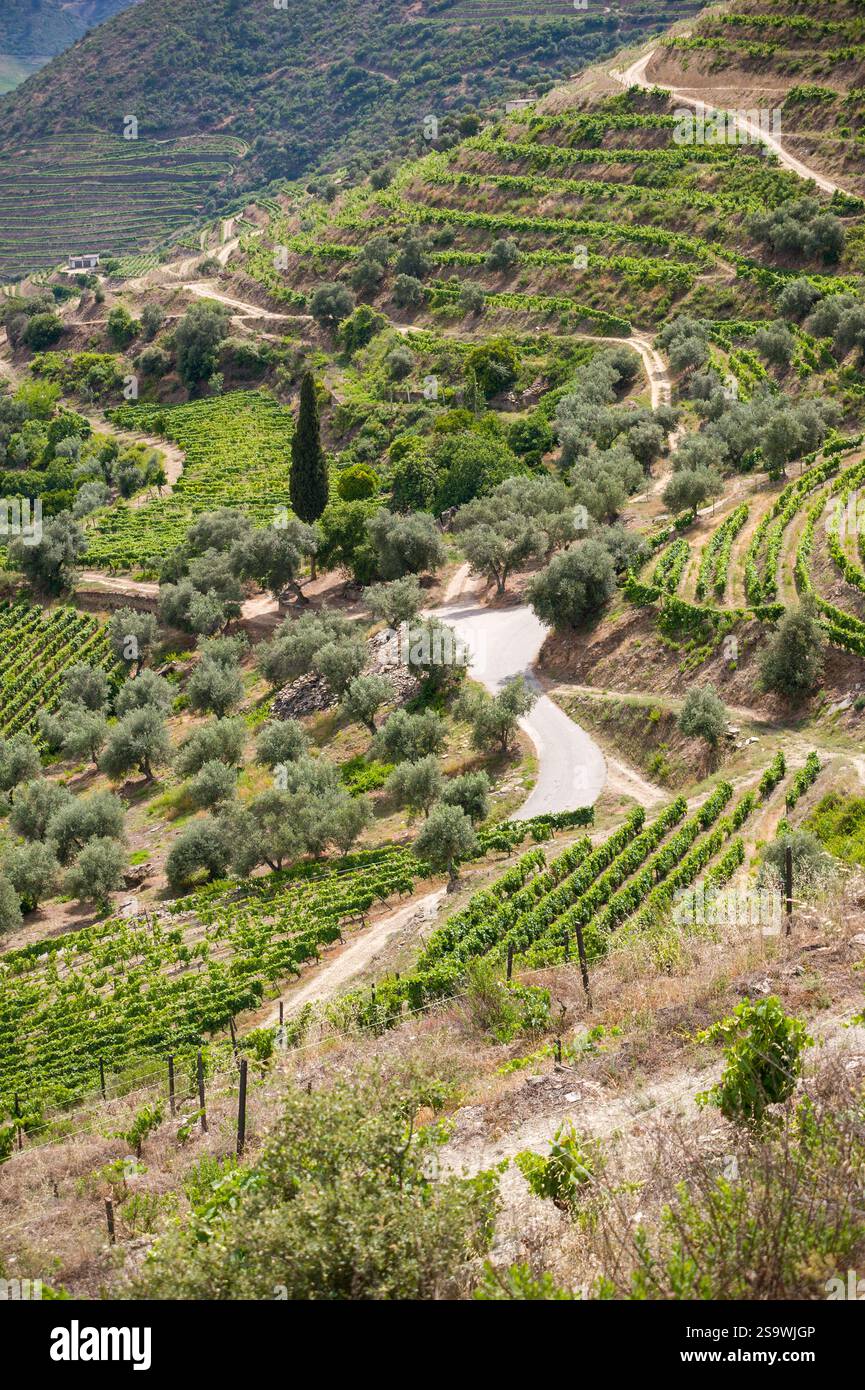 Vineyard and River View in Rural Portugal Stock Photo - Alamy